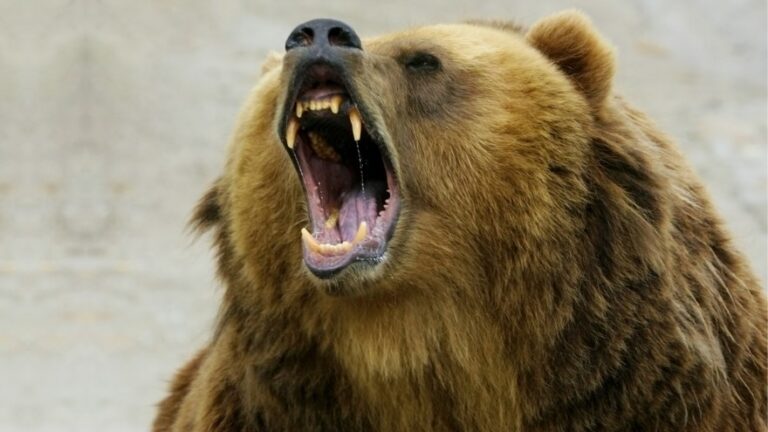 How To Survive A Polar Bear Attack: 10 Safety Tips & Advice