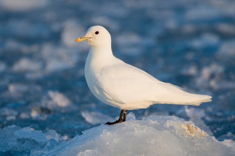 Types Of White Birds (30 Beautiful Species, With Pictures)