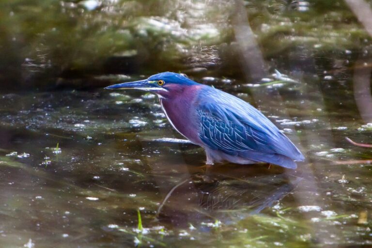 Colorful Tropical Birds: 30 Species List, Pictures & Facts
