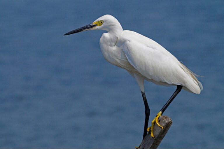 Types Of White Birds (30 Beautiful Species, With Pictures)