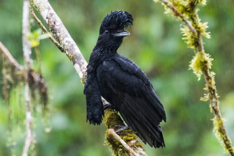 Weird Birds: 10 Strange & Most Bizarre Species In The World
