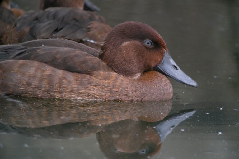 10 Rarest Birds in the World & Where To Find Them
