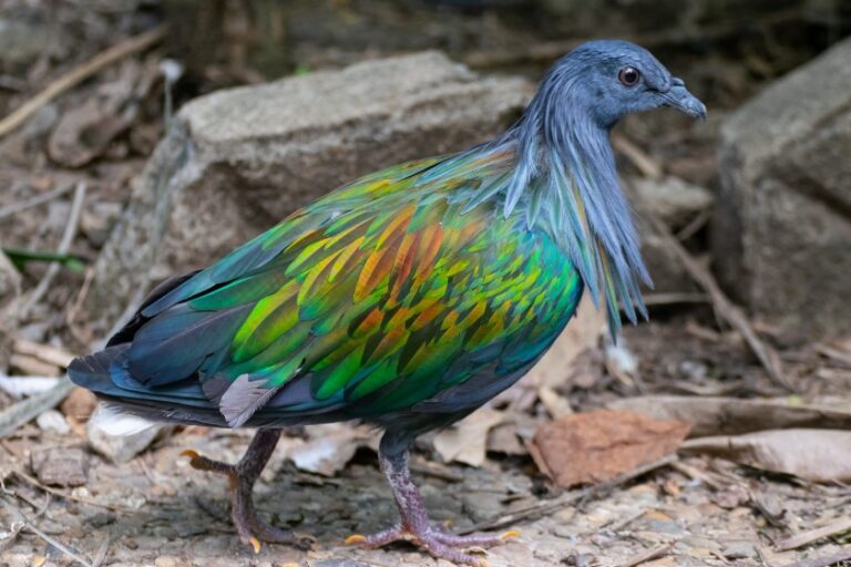 Colorful Tropical Birds: 30 Species List, Pictures & Facts