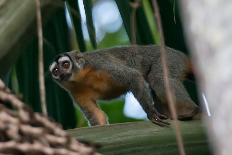 Smallest Monkeys In The World: 10 Small Primates w/ Pictures