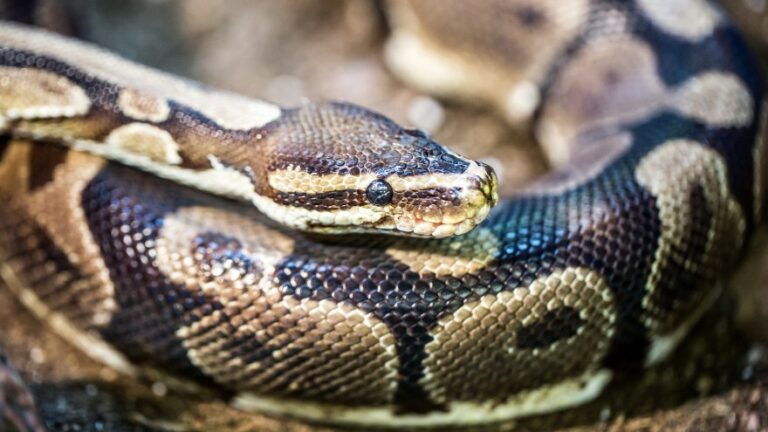 Species Of Snakes That Whistle (With Facts & Pictures)