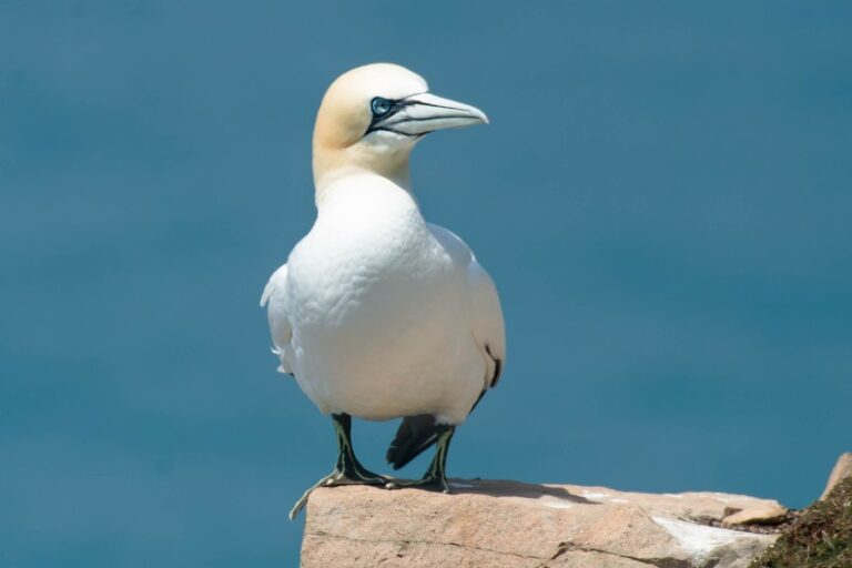 Types Of White Birds (30 Beautiful Species, With Pictures)