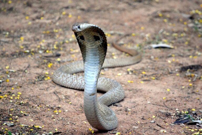 Nocturnal Snakes: 11 Species Of Snakes That Hunt At Night