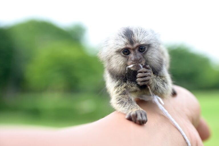 Smallest Monkeys In The World: 10 Small Primates w/ Pictures