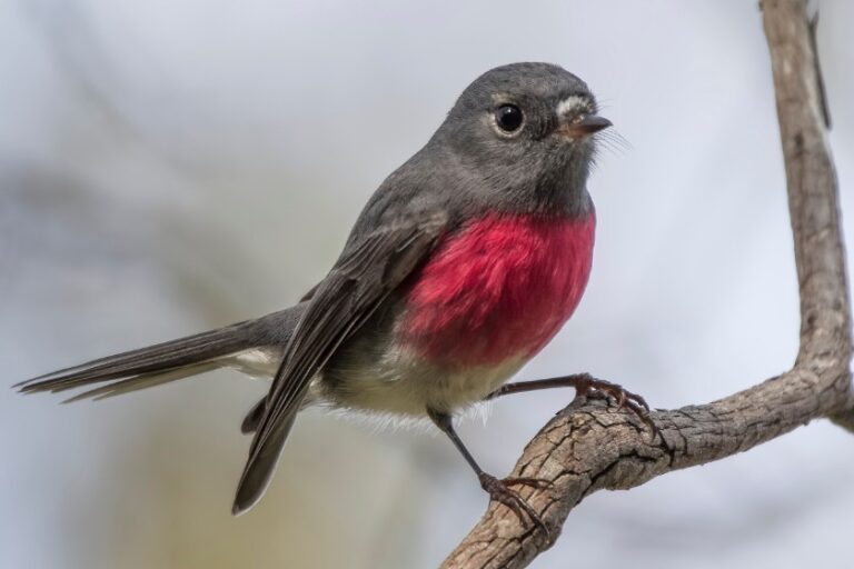 Colorful Tropical Birds: 30 Species List, Pictures & Facts