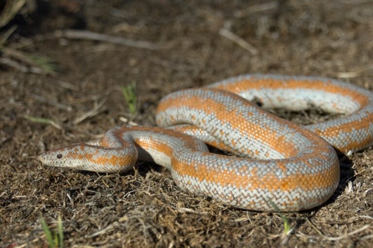Nocturnal Snakes: 11 Species Of Snakes That Hunt At Night