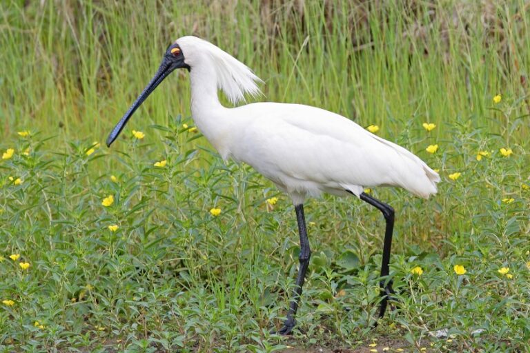 Types Of White Birds (30 Beautiful Species, With Pictures)