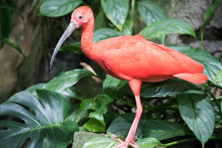 Colorful Tropical Birds: 30 Species List, Pictures & Facts