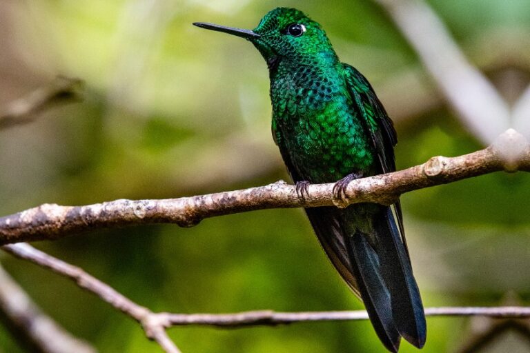 Colorful Tropical Birds: 30 Species List, Pictures & Facts