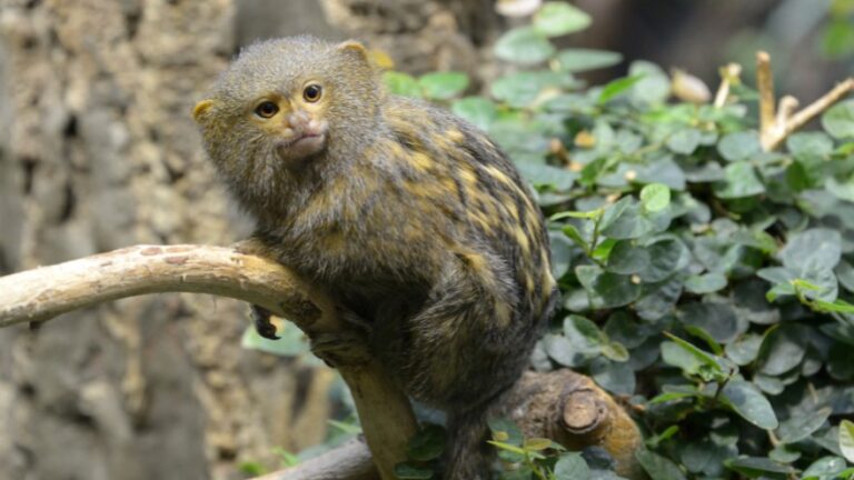 Smallest Monkeys In The World: 10 Small Primates w/ Pictures