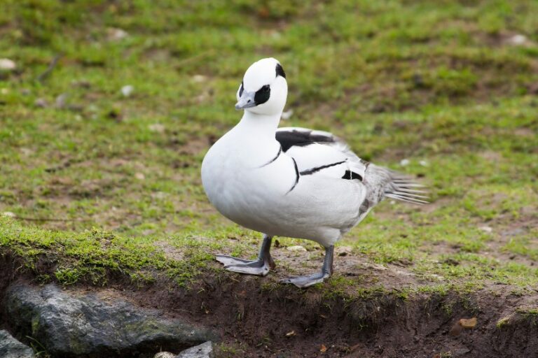 Types Of White Birds (30 Beautiful Species, With Pictures)