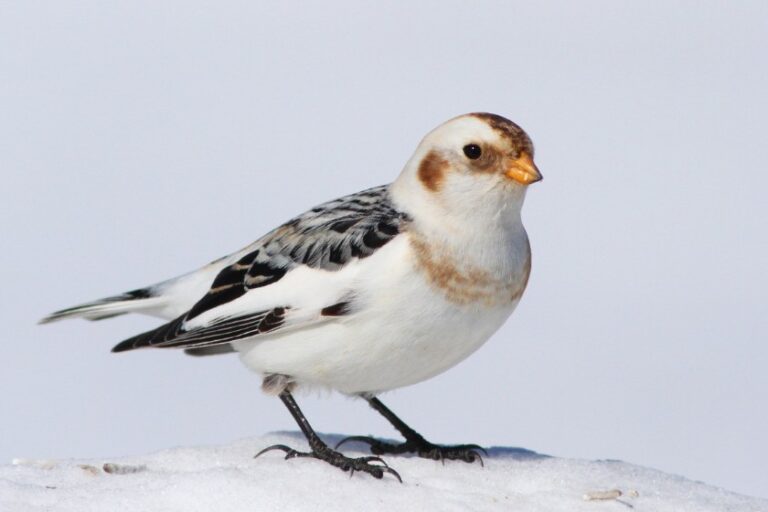 Types Of White Birds (30 Beautiful Species, With Pictures)