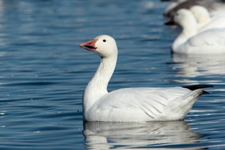 Types Of White Birds (30 Beautiful Species, With Pictures)