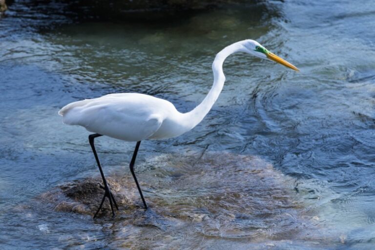 Types Of White Birds (30 Beautiful Species, With Pictures)