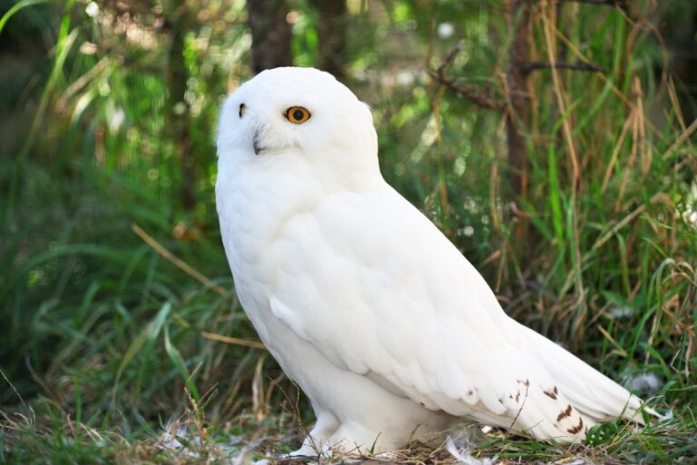 Types Of White Birds (30 Beautiful Species, With Pictures)