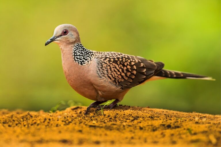 Asian Birds: 10 Common Species List, ID & Pictures