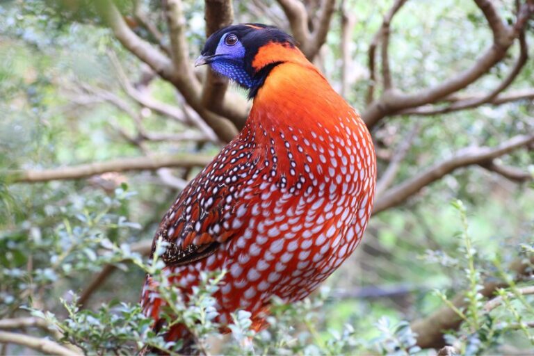 Colorful Tropical Birds: 30 Species List, Pictures & Facts