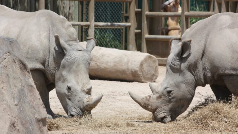 20 Best Zoos In Texas (Popular Wildlife Attractions)