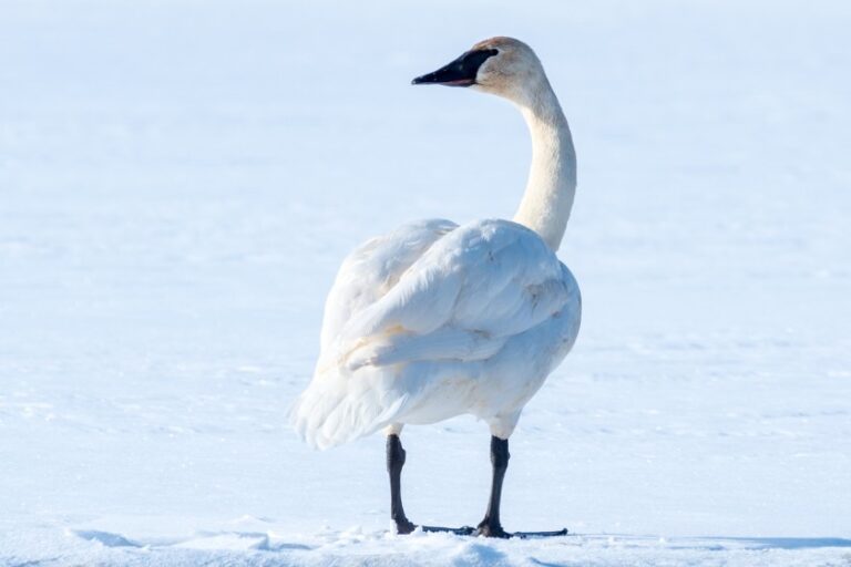 Types Of White Birds (30 Beautiful Species, With Pictures)