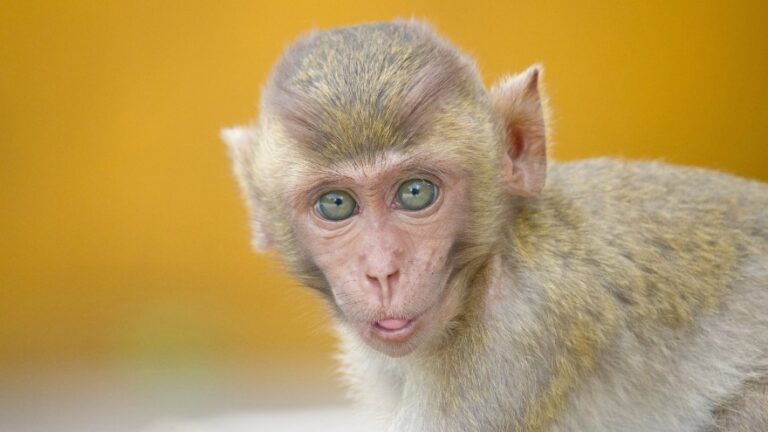 Different Types Of Monkeys (25 Species Names, ID, Pictures)