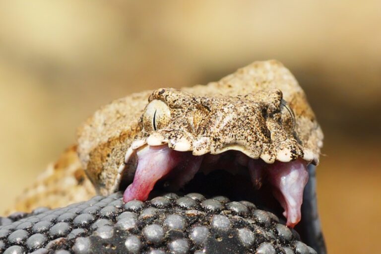 How Are Snakes Immune To Their Own Venom?