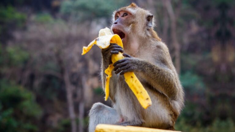 Monkeys: Facts, Characteristics, Behavior, Diet, Habitat