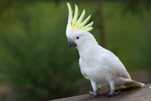 Types Of White Birds (30 Beautiful Species, With Pictures)