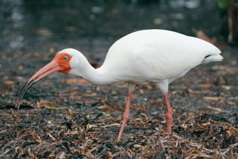 Types Of White Birds (30 Beautiful Species, With Pictures)