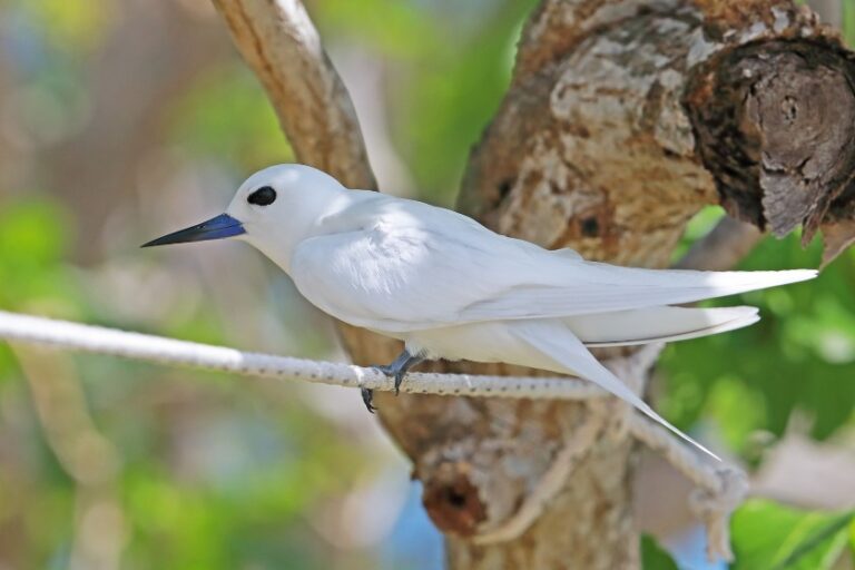 Types Of White Birds (30 Beautiful Species, With Pictures)