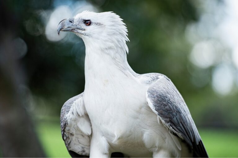 Types Of White Birds (30 Beautiful Species, With Pictures)