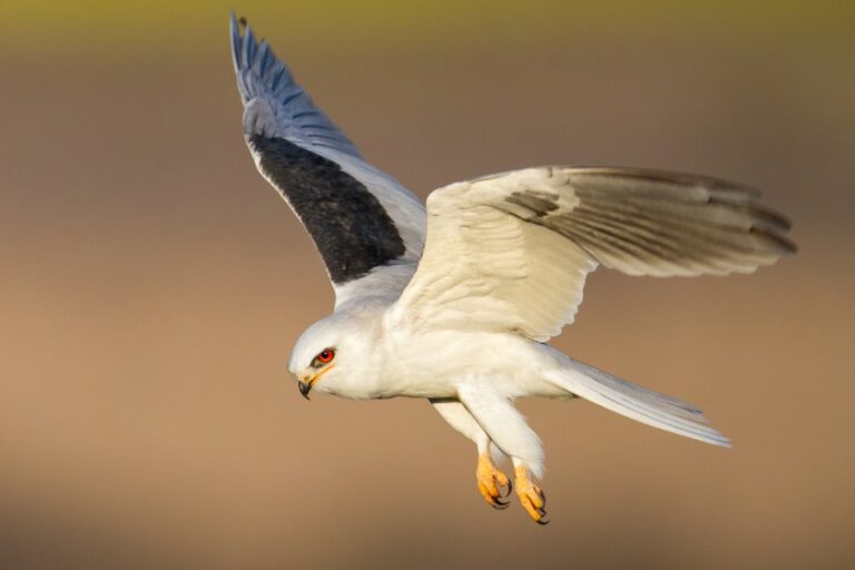 Types Of White Birds (30 Beautiful Species, With Pictures)