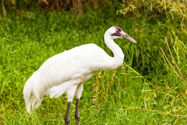 Types Of White Birds (30 Beautiful Species, With Pictures)