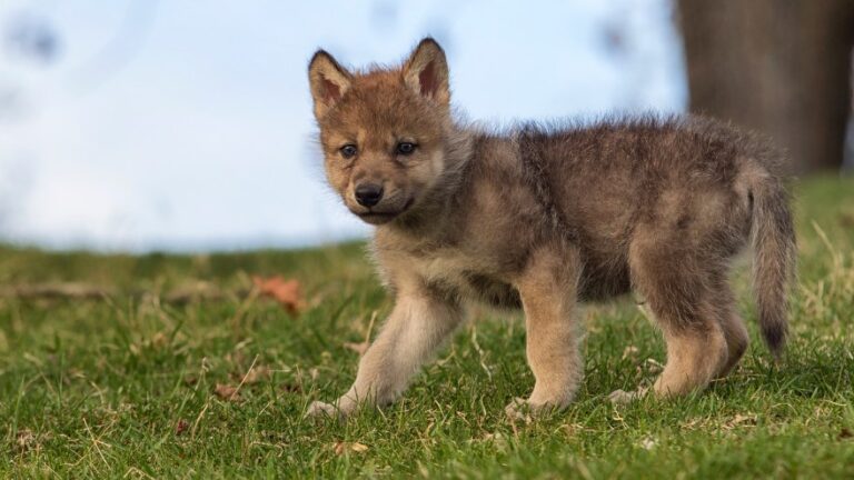 100+ Wolf Names: Badass, Famous, Unique & Creative Ideas