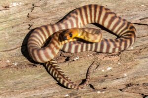 Nocturnal Snakes: 11 Species Of Snakes That Hunt At Night