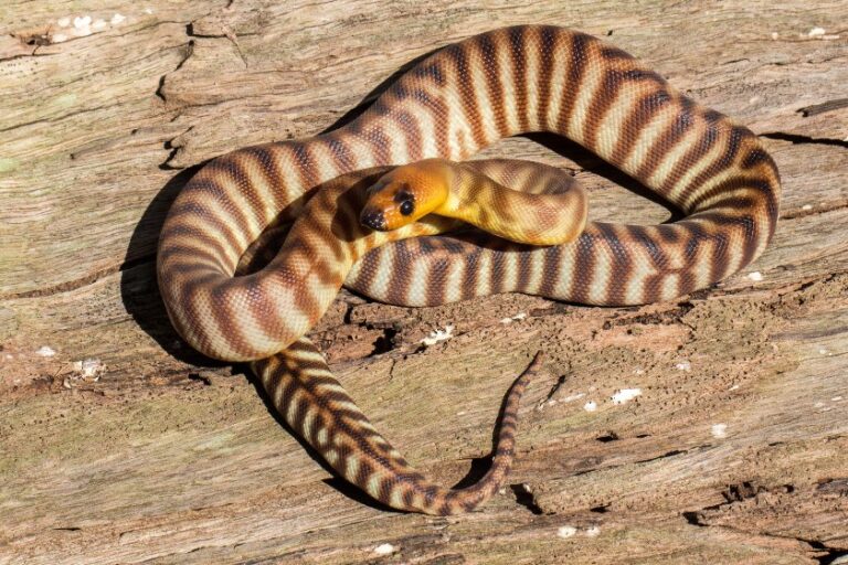 Nocturnal Snakes: 11 Species Of Snakes That Hunt At Night