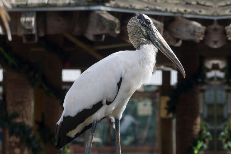 Types Of White Birds (30 Beautiful Species, With Pictures)