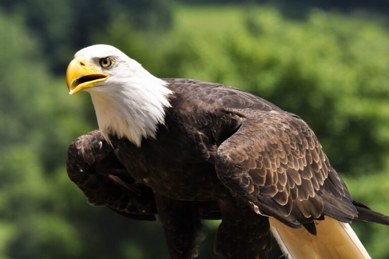 List Of Animals That Start With B: Names, Pictures & Facts