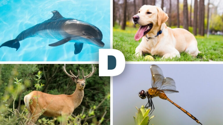 List Of Animals That Start With D: Names, Pictures & Facts