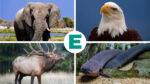 List Of Animals That Start With E: Names, Pictures & Facts