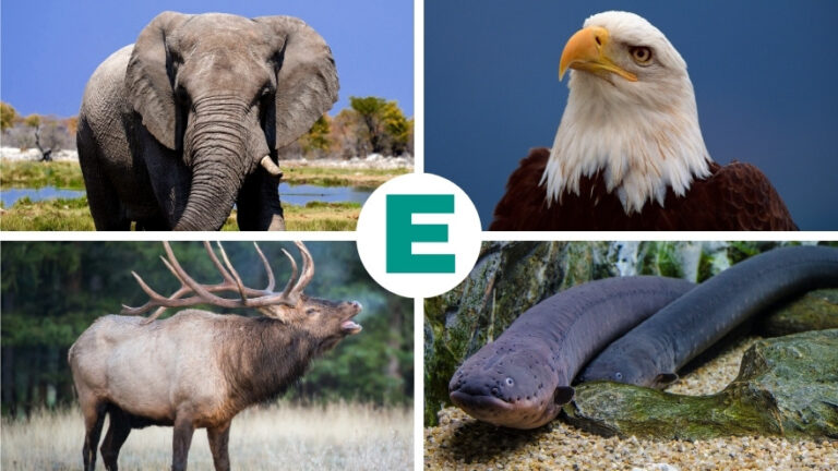List Of Animals That Start With E: Names, Pictures & Facts