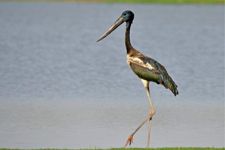 20 Fascinating Birds With Long Necks (Pictures & Facts)