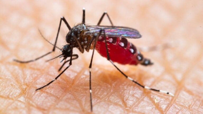 Bug vs Insect: What's The Difference? Are They The Same?