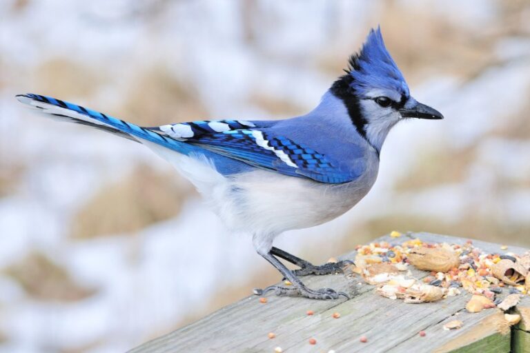 Types Of Blue Birds: 30 Beautiful Species, Pictures & Facts