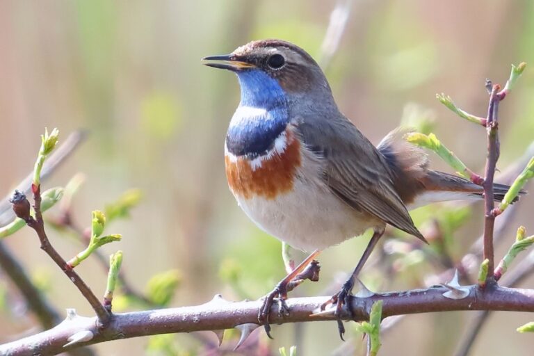 Types Of Blue Birds: 30 Beautiful Species, Pictures & Facts
