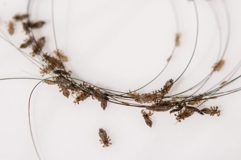 Blood-Sucking Bugs: 10 Insects That Suck Blood - Beware!