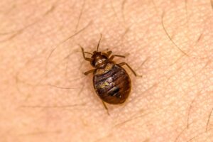 Blood-Sucking Bugs: 10 Insects That Suck Blood - Beware!